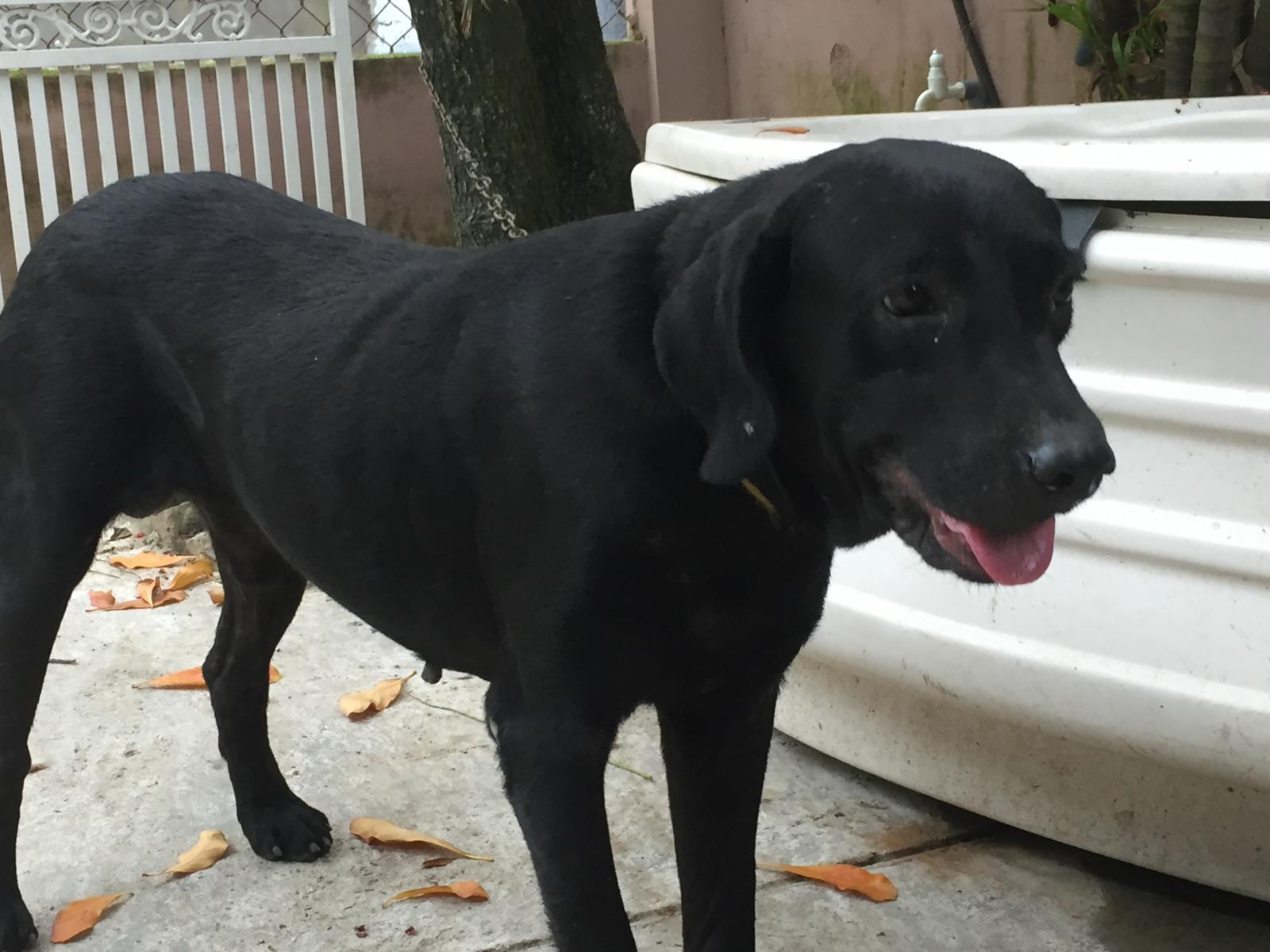 Chó đen tuyền là gì? Có nên nuôi chó đen tuyền không